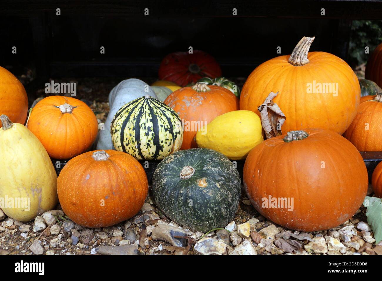 Colourful pumpkins hi-res stock photography and images - Alamy