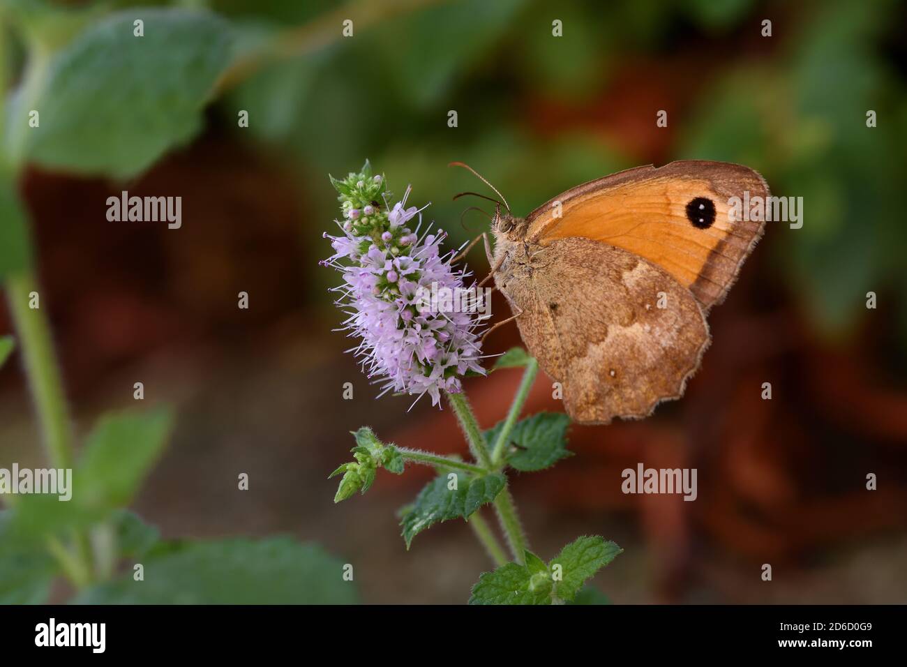 Macro photograph of an isolated Gatekeeper or Hedge brown butterfly ...