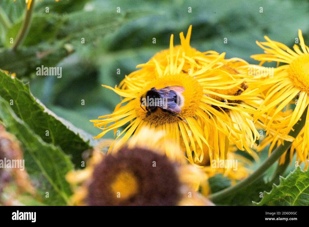 Fly insect honeybee collecting nectar hi-res stock photography and ...