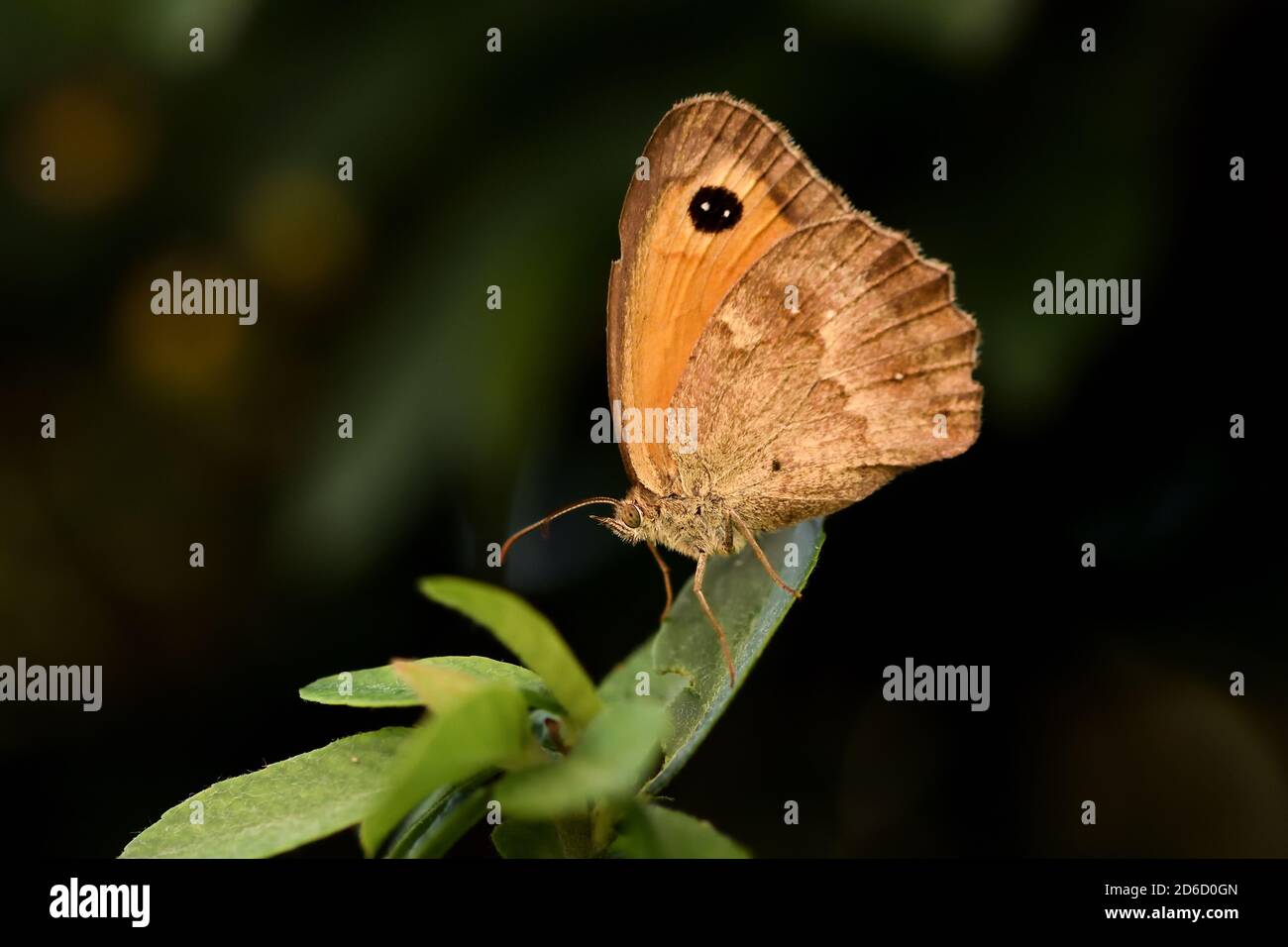 Macro photograph of an isolated Gatekeeper or Hedge brown butterfly ...