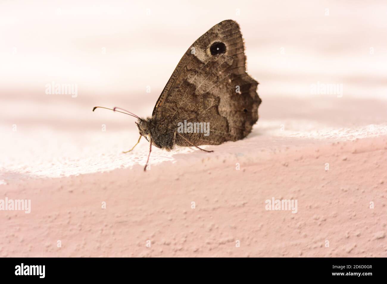 Isolated specimen of a butterfly of the species Hipparchia statilinus ...