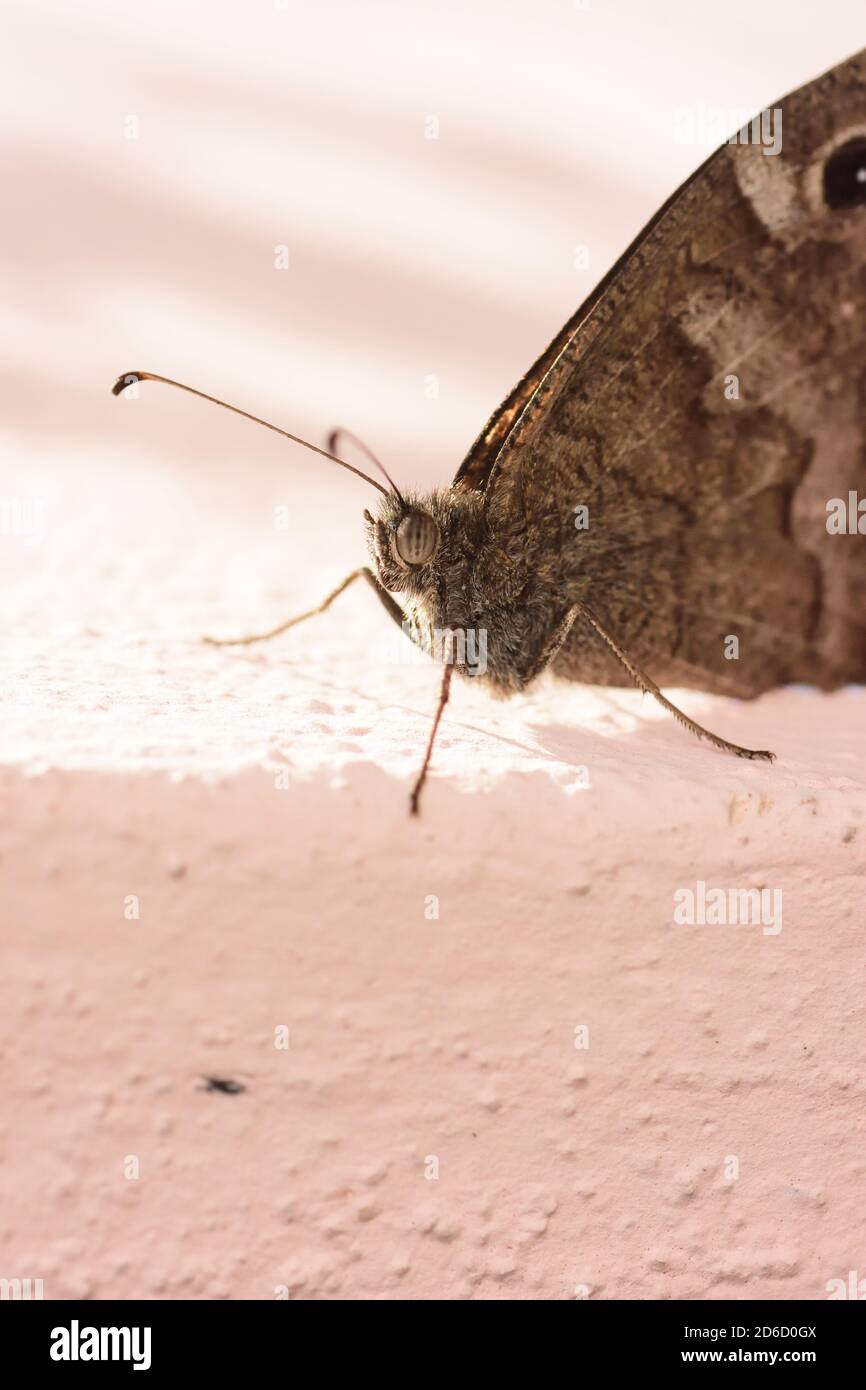 Nymphalidae family hi-res stock photography and images - Alamy