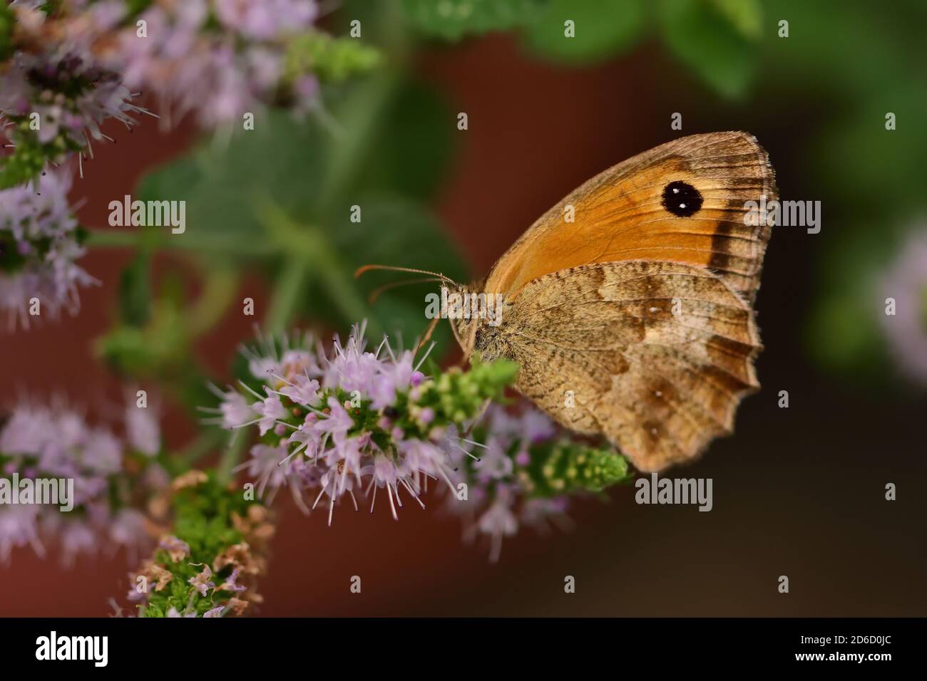 Macro photograph of an isolated Gatekeeper or Hedge brown butterfly ...