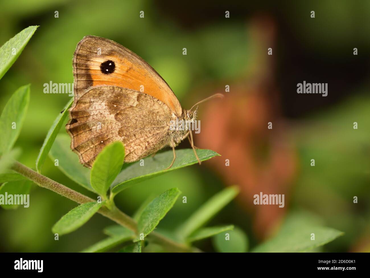 Macro photograph of an isolated Gatekeeper or Hedge brown butterfly ...