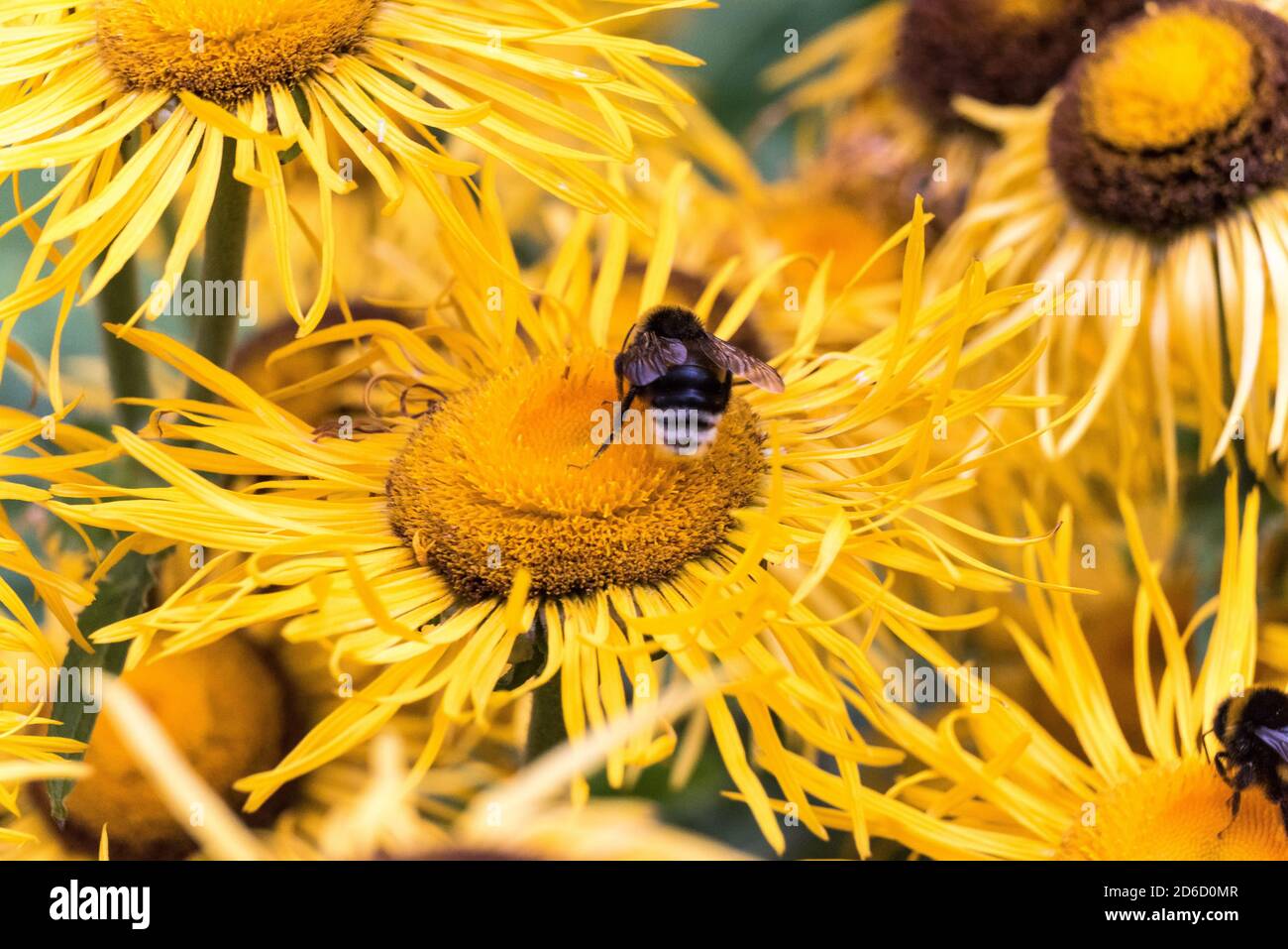 honeybee collecting nectar on yellow flower Stock Photo - Alamy