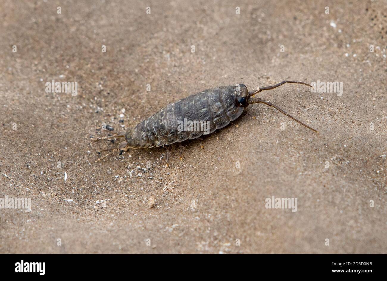 Sea slater hi-res stock photography and images - Alamy