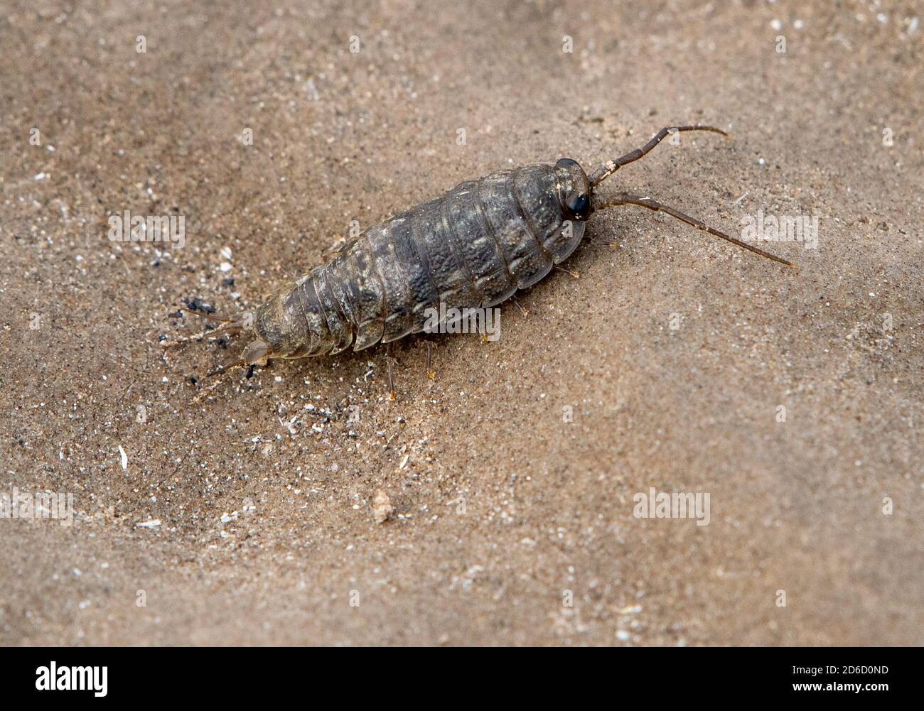 Sea roach hi-res stock photography and images - Alamy