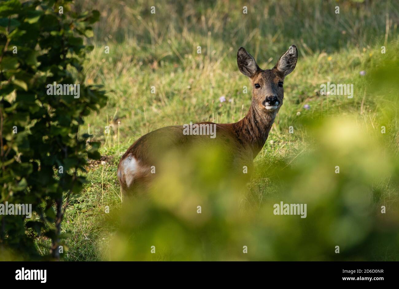 Roe deer hind, Arnside, Cumbria. UK Stock Photo - Alamy