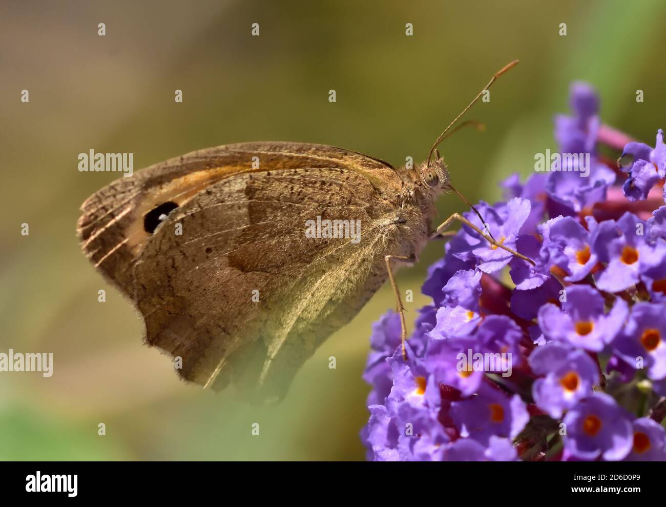 Macro photograph of an isolated Gatekeeper or Hedge brown butterfly ...