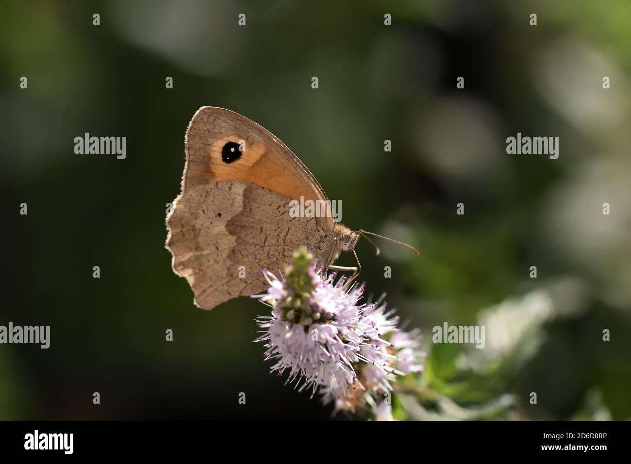 Macro photograph of an isolated Gatekeeper or Hedge brown butterfly ...