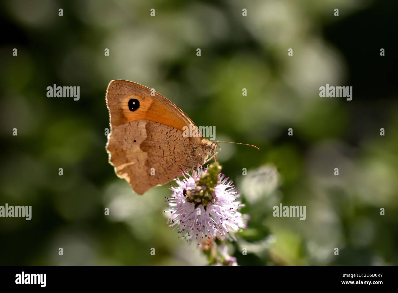 Macro photograph of an isolated Gatekeeper or Hedge brown butterfly ...