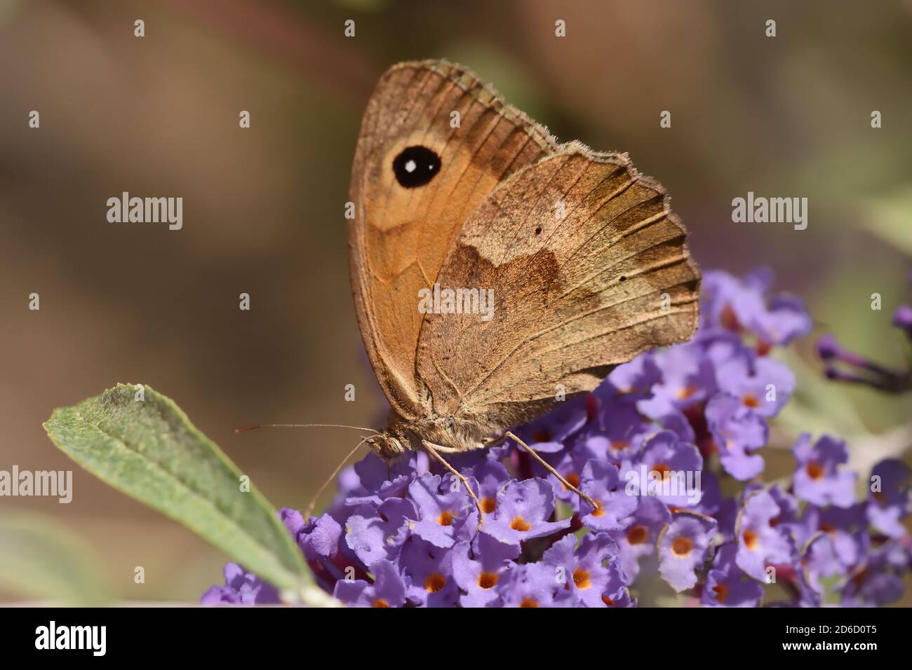 Macro photograph of an isolated Gatekeeper or Hedge brown butterfly ...