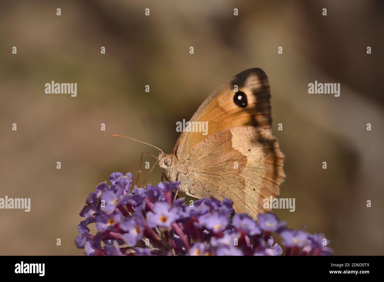 Macro photograph of an isolated Gatekeeper or Hedge brown butterfly ...