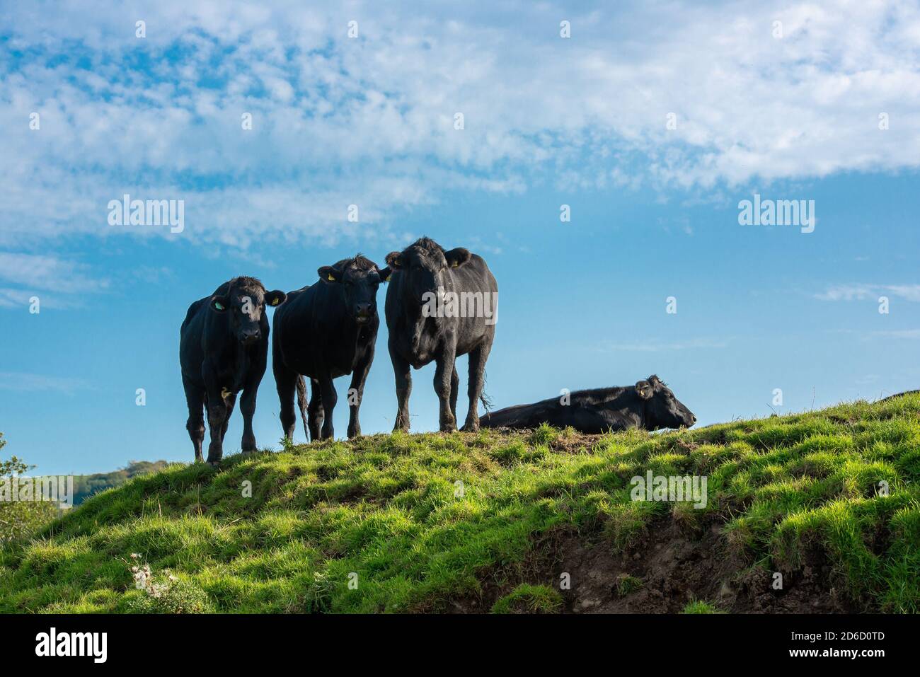 Beef cattle, Whitewell, Clitheroe, Lancashire. UK Stock Photo - Alamy