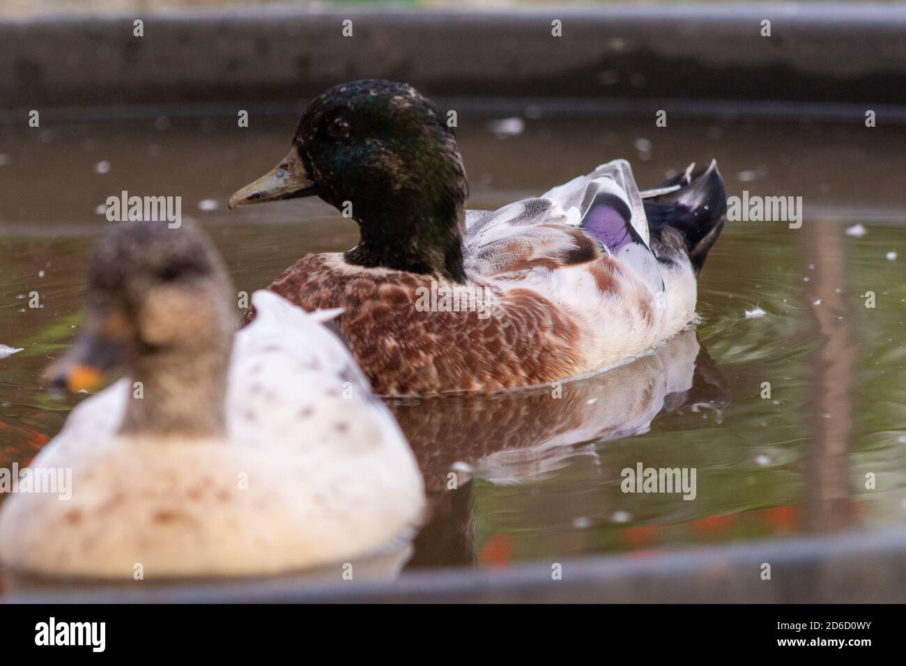Male and Female Snowy Call Ducks swimming in there little pool . High ...