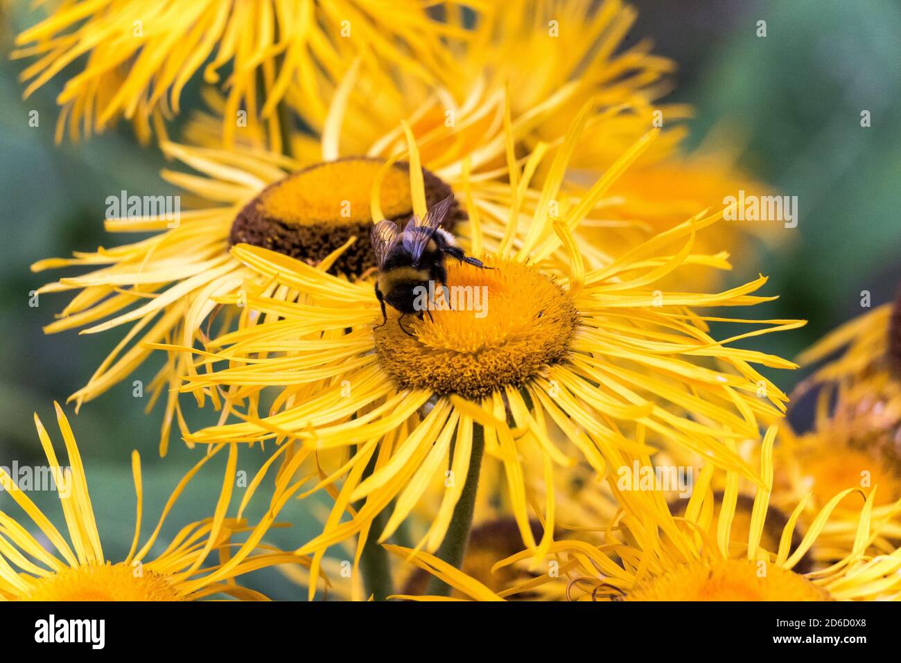 honeybee collecting nectar on yellow flower Stock Photo - Alamy