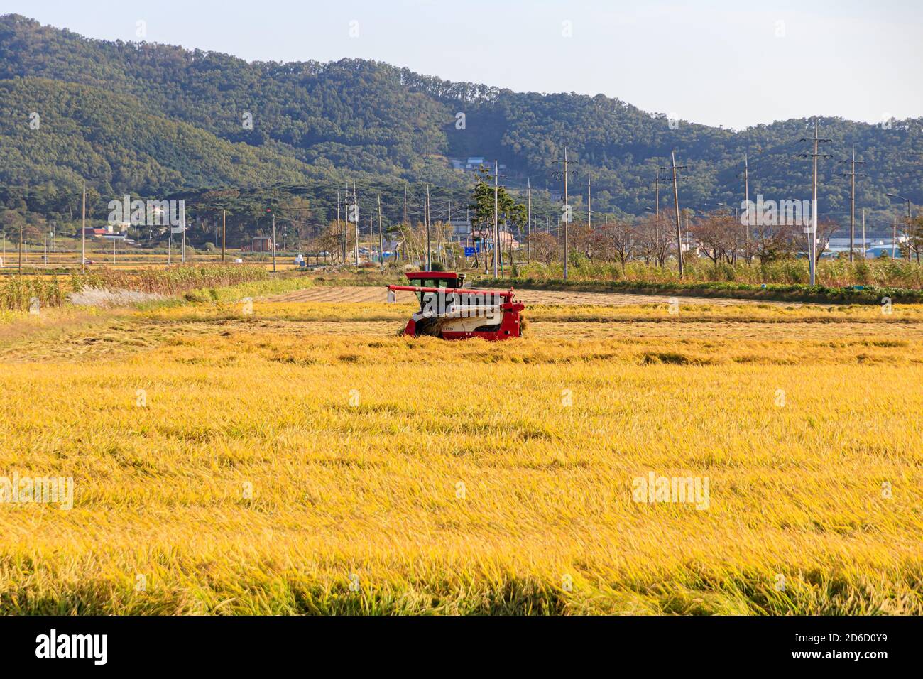 Incheon, South Korea -12 October 2020. Korean traditional rice farming ...