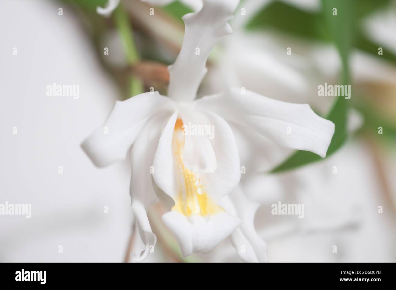 Flowers of Coelogyne cristata orchid, close up shot Stock Photo - Alamy