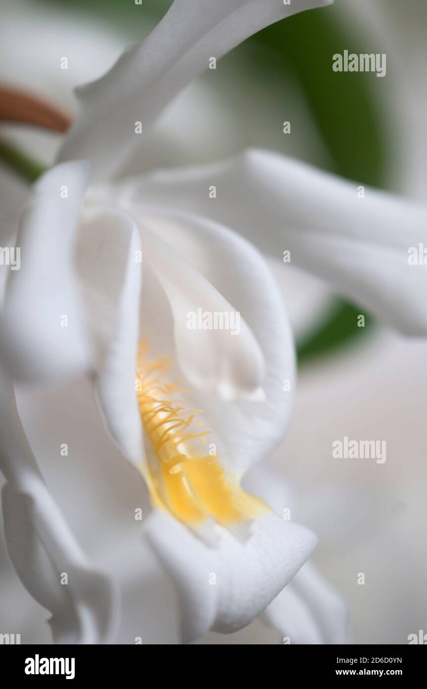 Flowers of Coelogyne cristata orchid, close up shot Stock Photo - Alamy