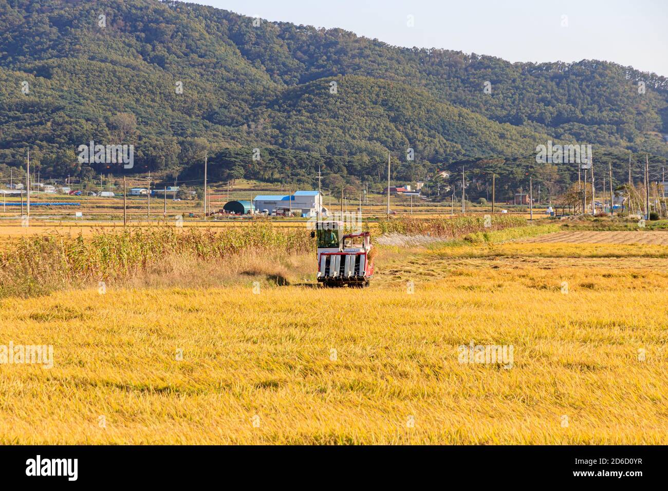 Incheon, South Korea -12 October 2020. Korean traditional rice farming ...