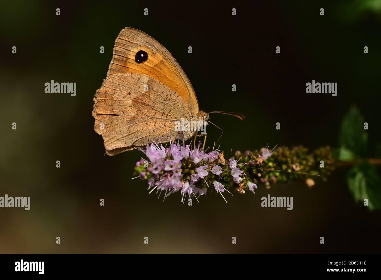 Macro photograph of an isolated Gatekeeper or Hedge brown butterfly ...