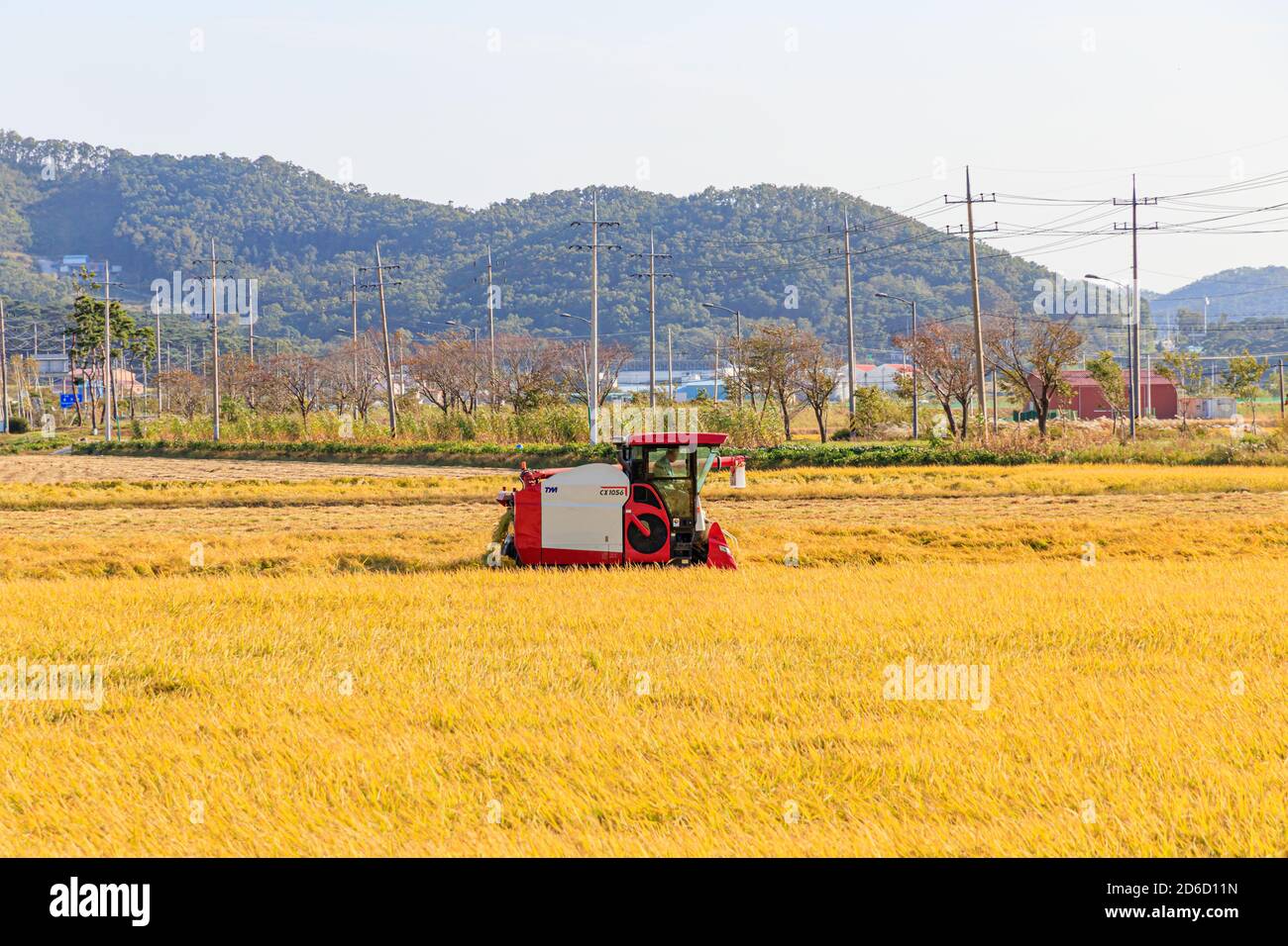 Incheon, South Korea -12 October 2020. Korean traditional rice farming ...