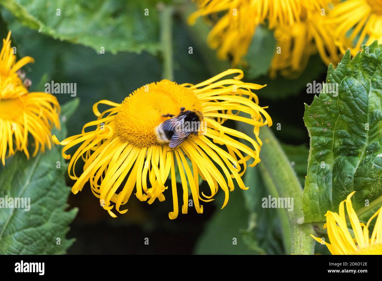 honeybee collecting nectar on yellow flower Stock Photo - Alamy