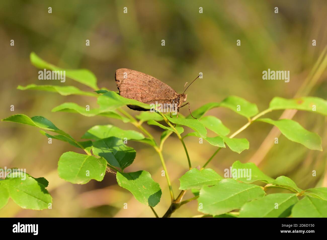 Macro photograph of an isolated Gatekeeper or Hedge brown butterfly ...