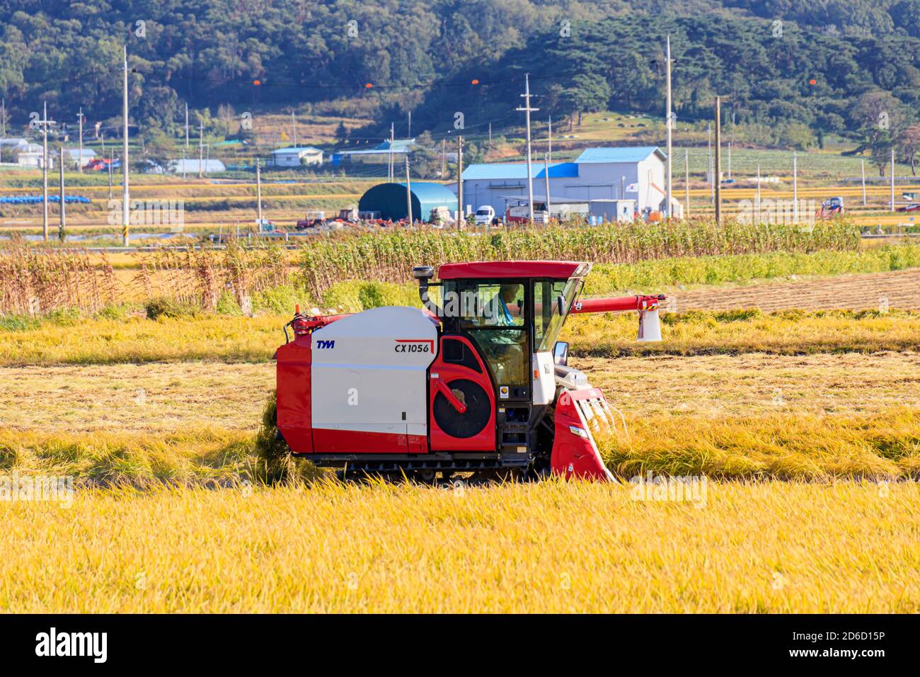 Incheon, South Korea -12 October 2020. Korean traditional rice farming ...