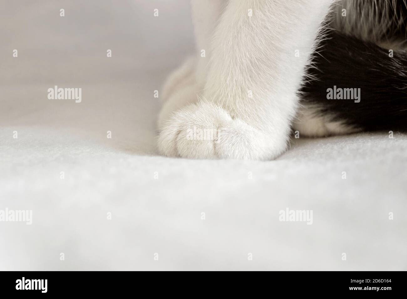 Kitten paws hi-res stock photography and images - Alamy