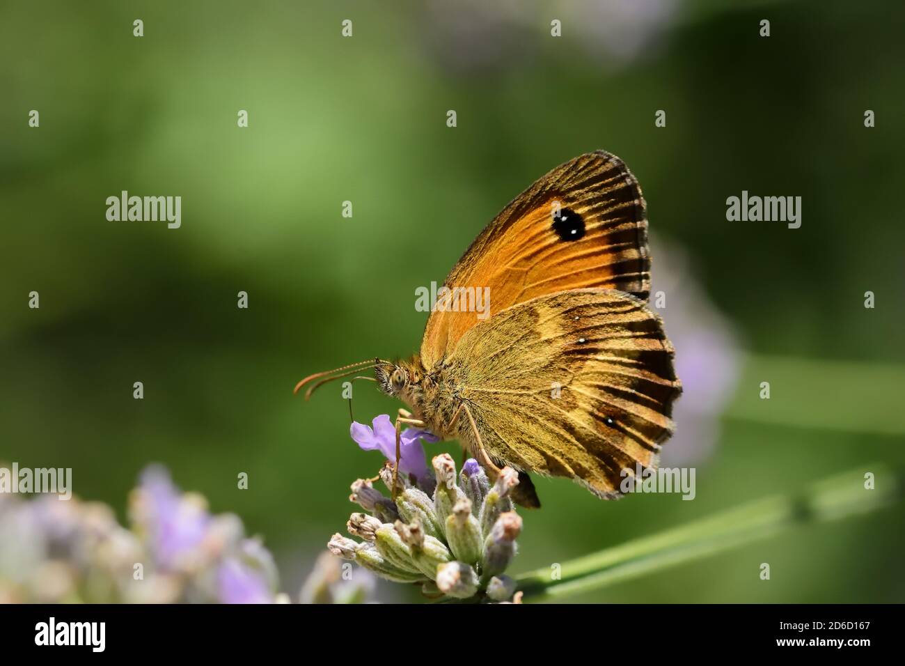 Macro photograph of an isolated Gatekeeper or Hedge brown butterfly ...