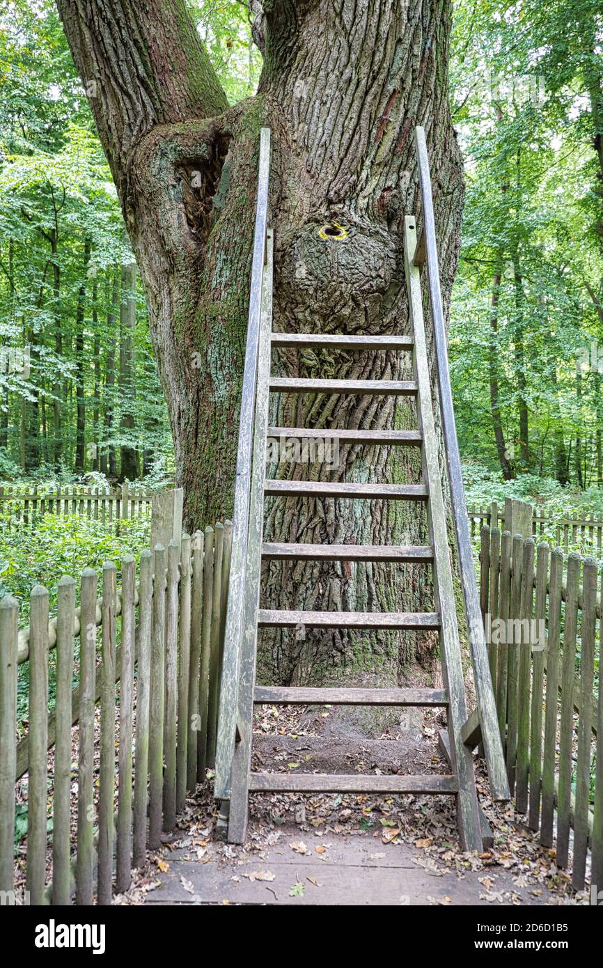 Vertical shot of a ladder by an oak tree captured in Eutin, Germany ...