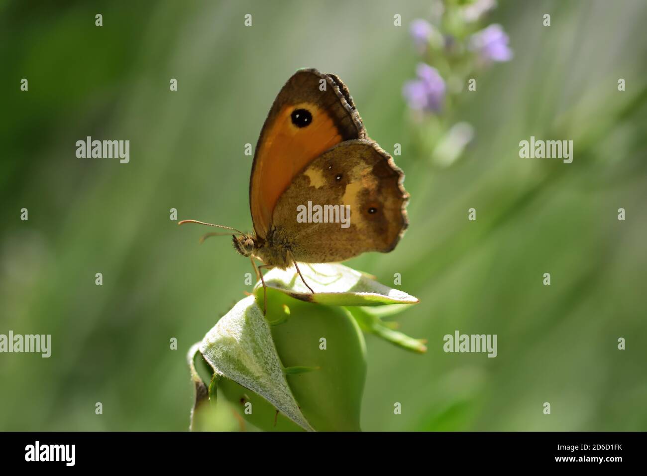 Macro photograph of an isolated Gatekeeper or Hedge brown butterfly ...