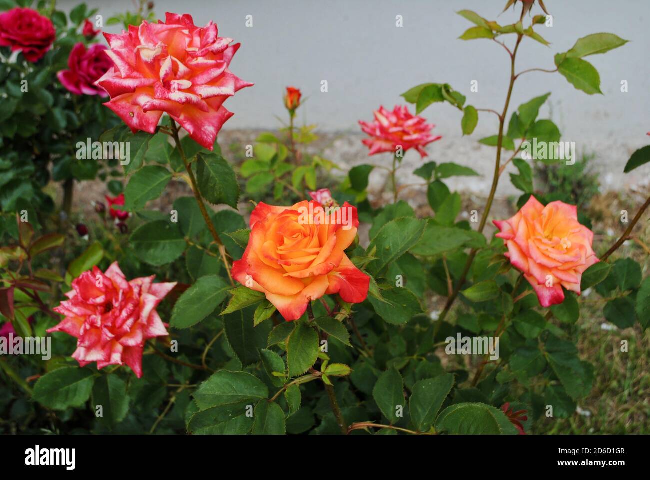 A display of beautiful full bloom vivid mixed multi color roses with ...