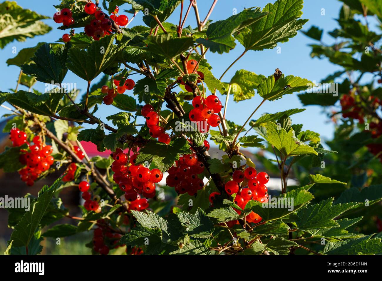 Currant plantation hi-res stock photography and images - Alamy
