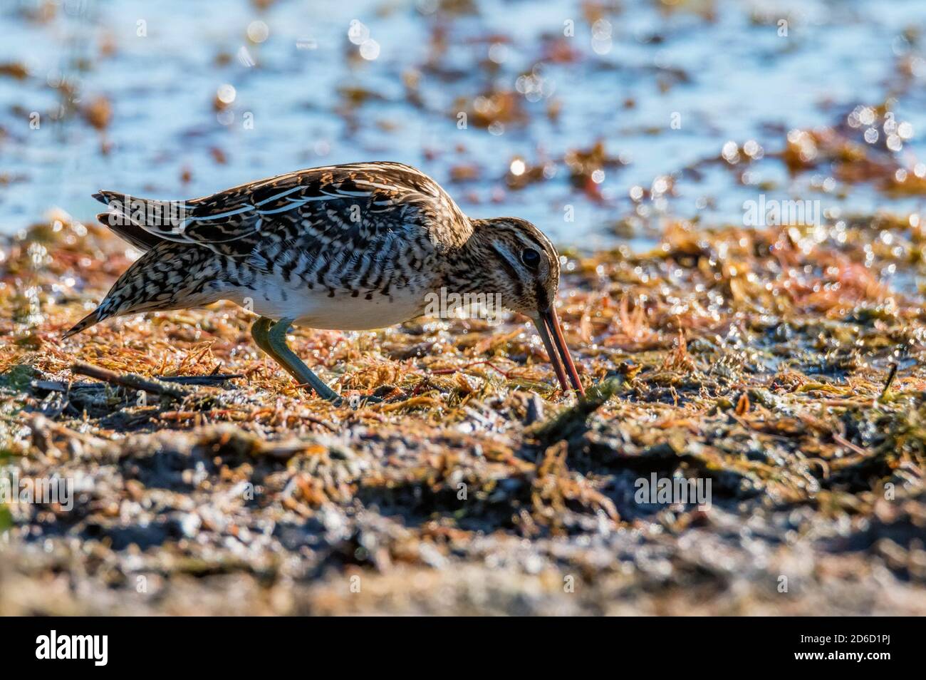 Common snipe or Gallinago gallinago standing in wildlife Stock Photo ...
