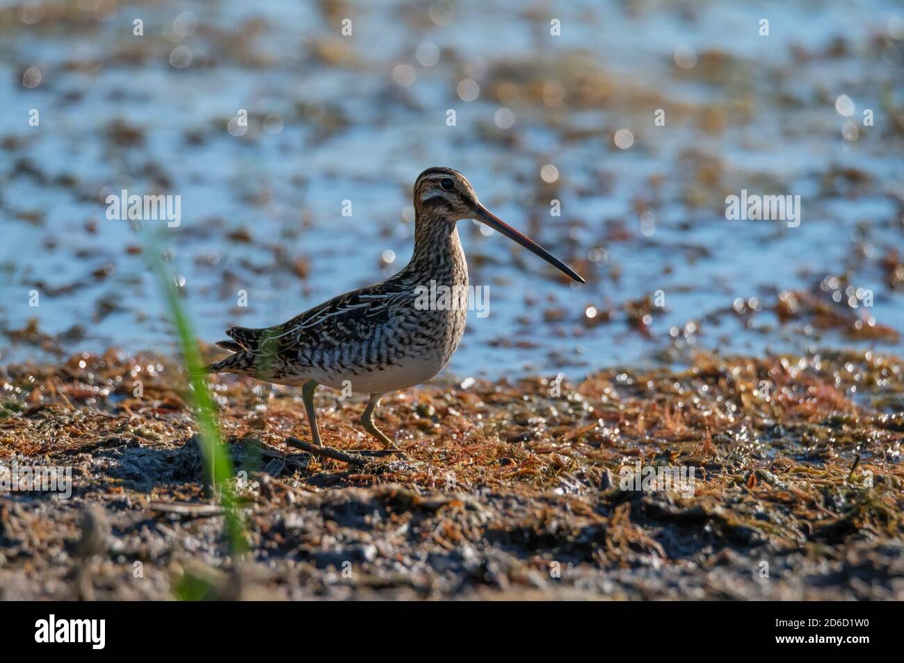 Common snipe or Gallinago gallinago standing in wildlife Stock Photo ...