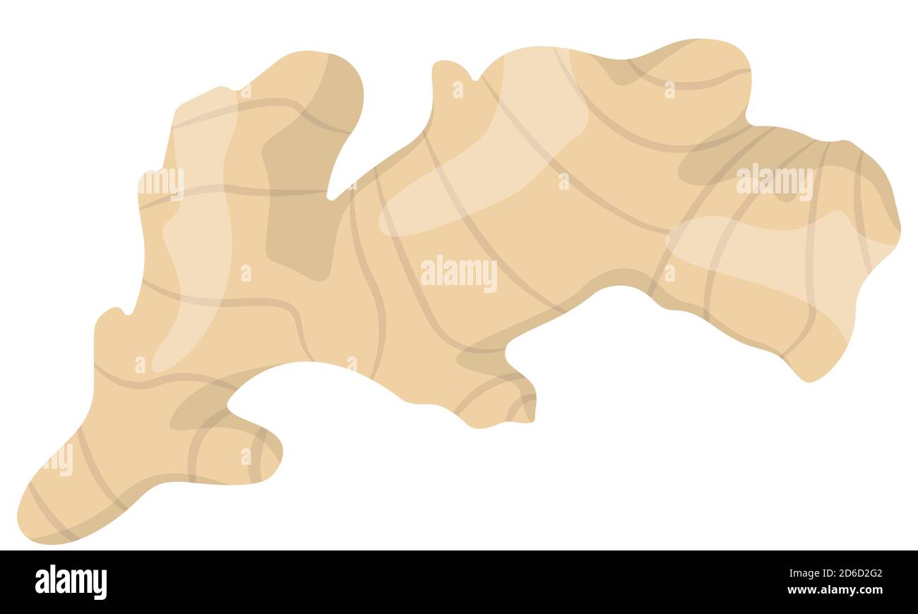 Ginger root in cartoon style. Healthy food Stock Vector Image & Art - Alamy
