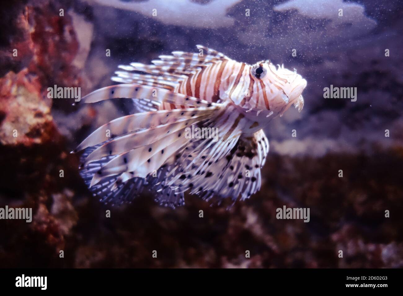 Lionfish close up hi-res stock photography and images - Alamy
