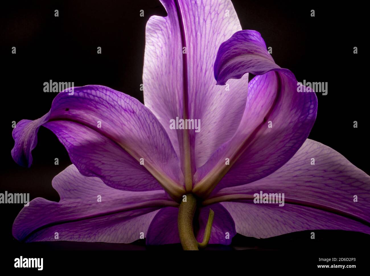 Closeup shot of a beautiful lily flower bottom detail with illuminated ...