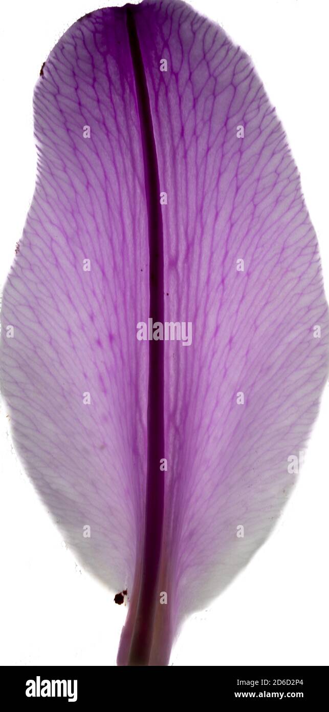 Closeup vertical shot of a violet lily flower petal isolated on a white ...
