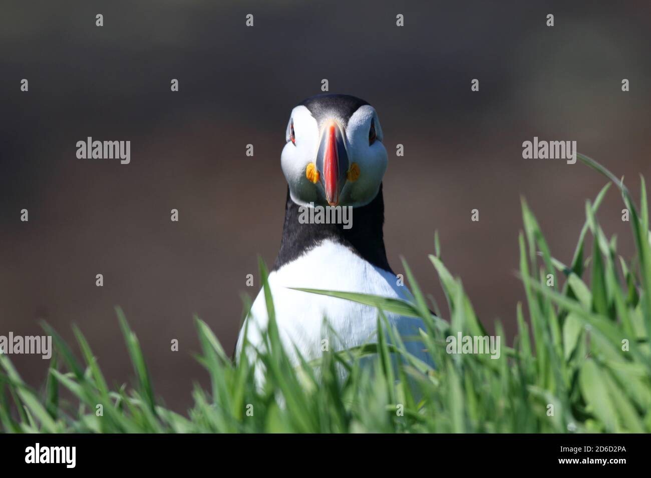Atlantic Puffin on the Isle of Lunga, West of the Isle of Mull, part of ...
