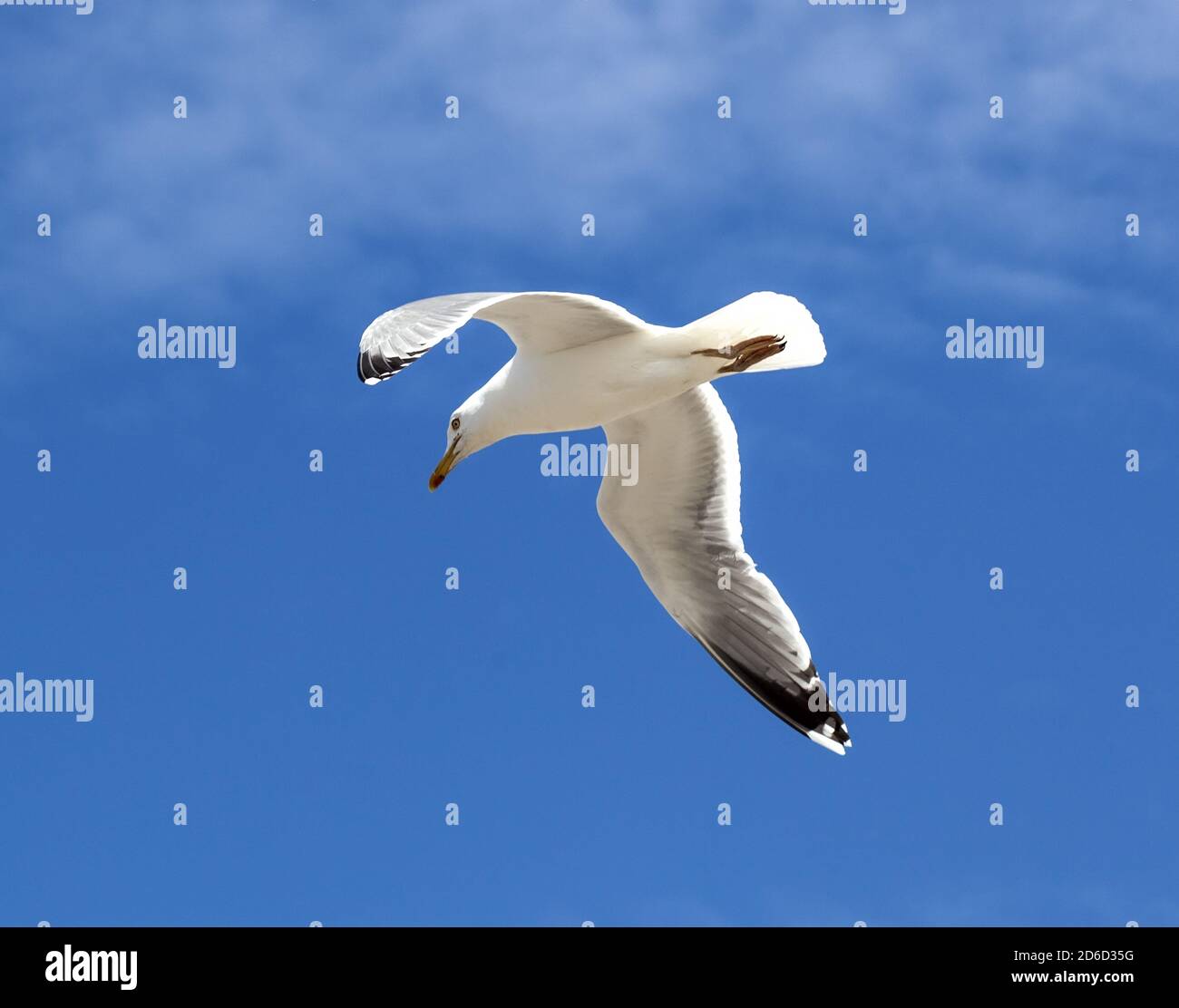 Low angle shot of a seagull flying under a bright blue sky Stock Photo ...