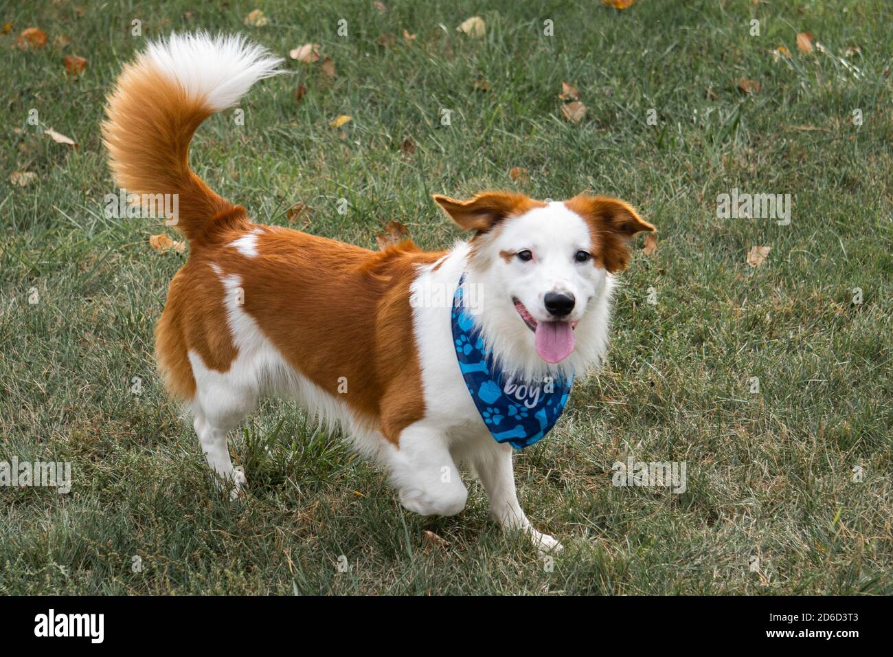 Border Collie Brittany Spaniel Mix