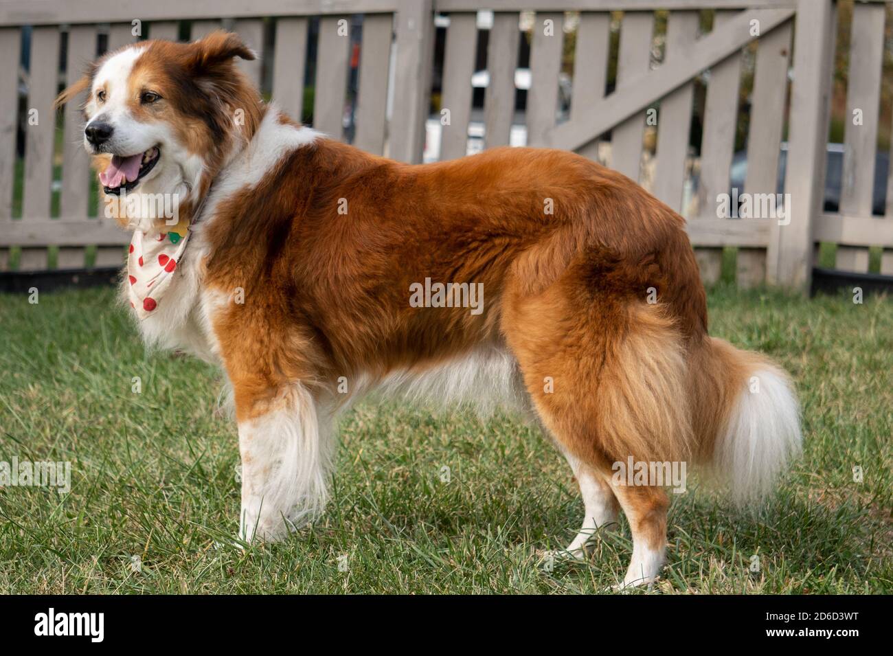 Full grown collie mix happy and playing Stock Photo - Alamy