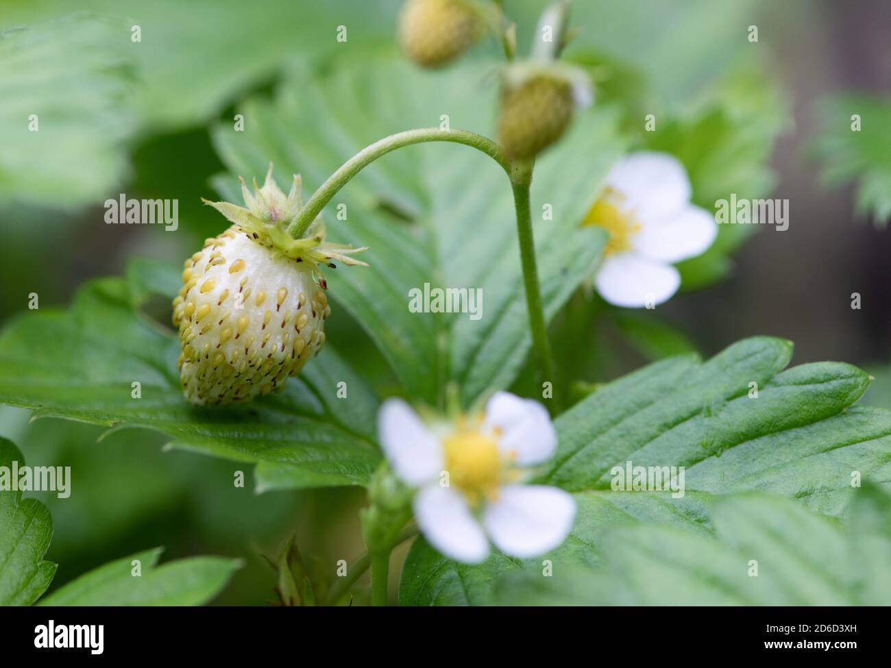 Strawberry small garden hi-res stock photography and images - Alamy