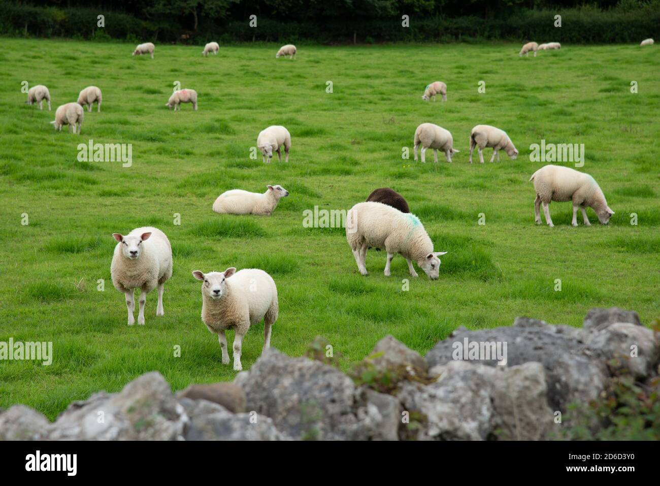 Lambs in a field on a farm near Carnforth, Lancashire, UK Stock Photo ...