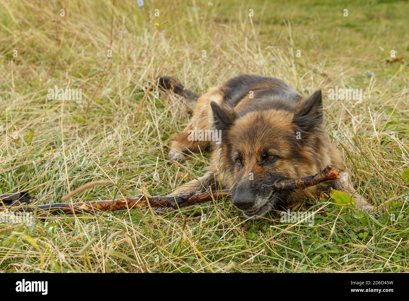 German shepherd dog gnaws stick hi-res stock photography and images - Alamy