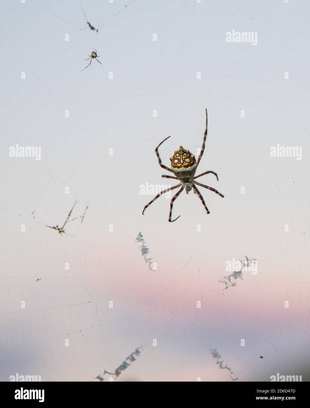 Large, female orb weaver spider on web in outdoor garden area in ...