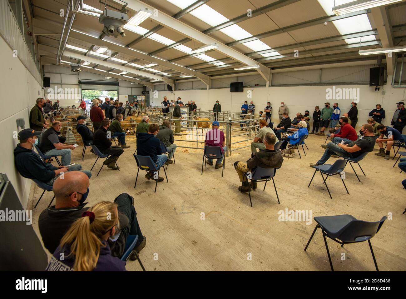 Social sheep hi-res stock photography and images - Alamy